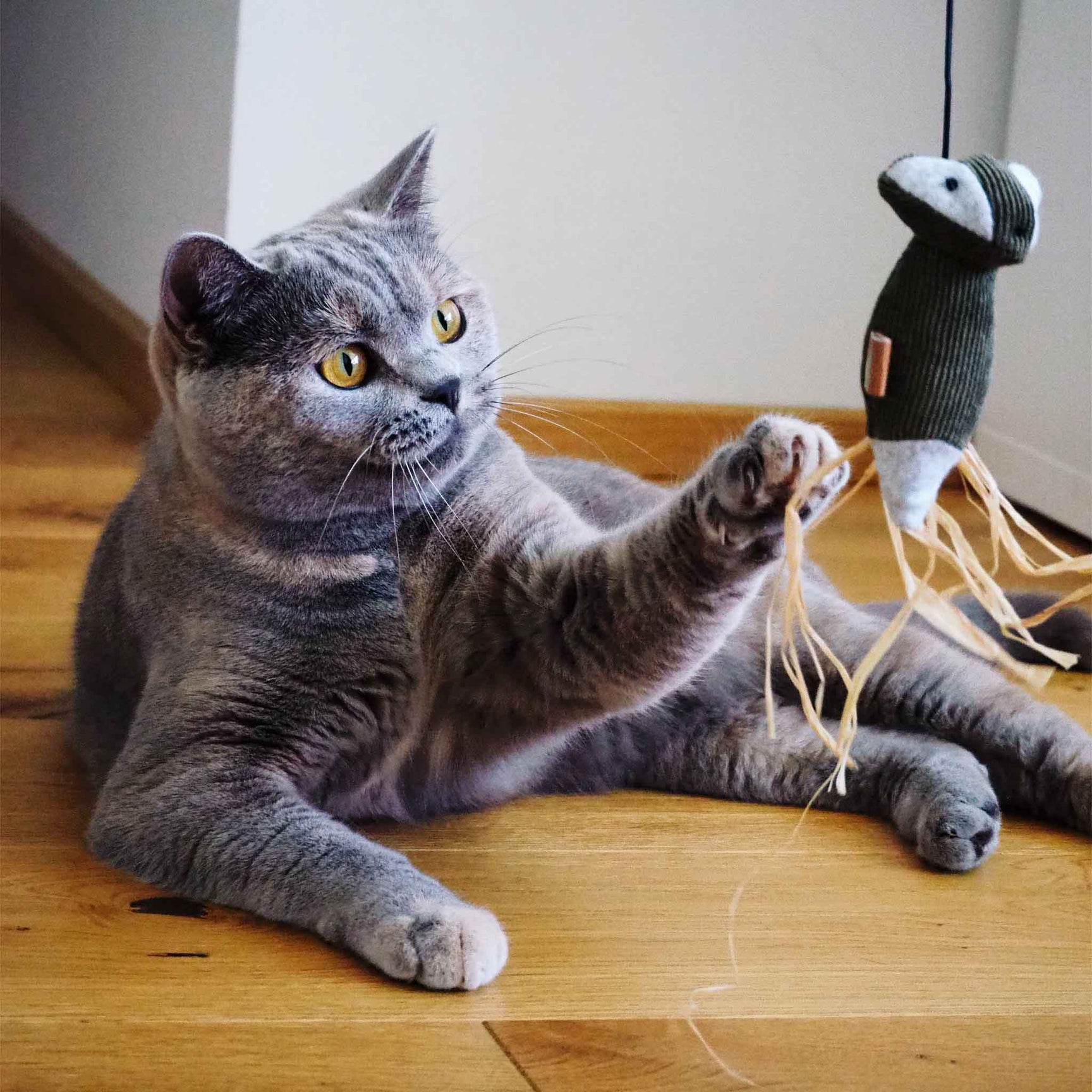 Katze – Calou - Leben mit Hund und Katze